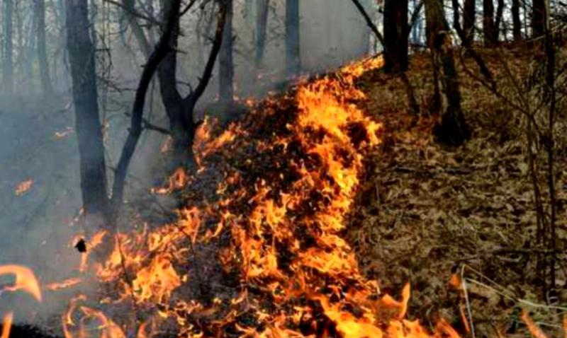 O pădure de salcâmi a luat foc la Dolhasca de la un incendiu de ...